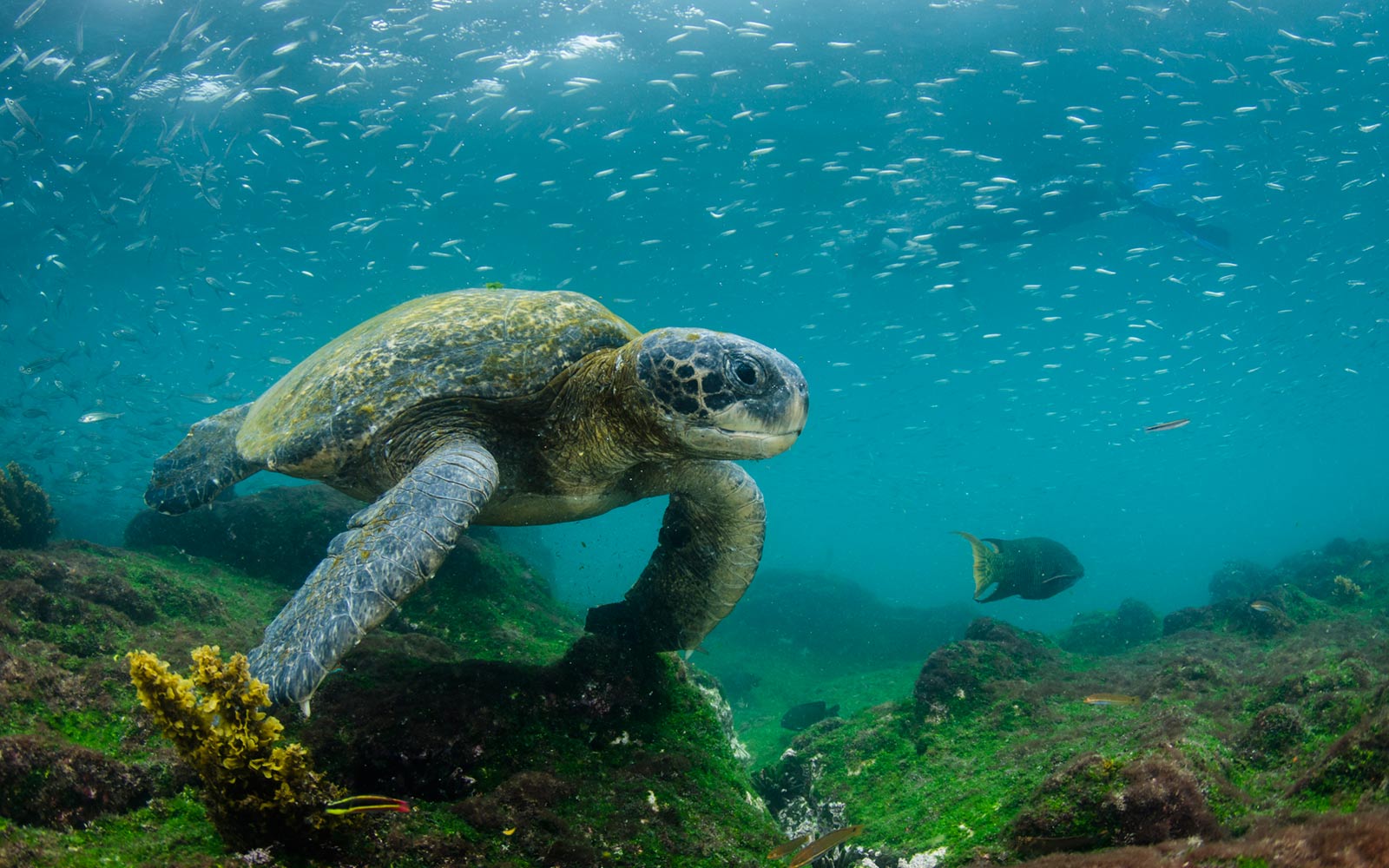 Best time to travel to Galapagos: Aracari Travel