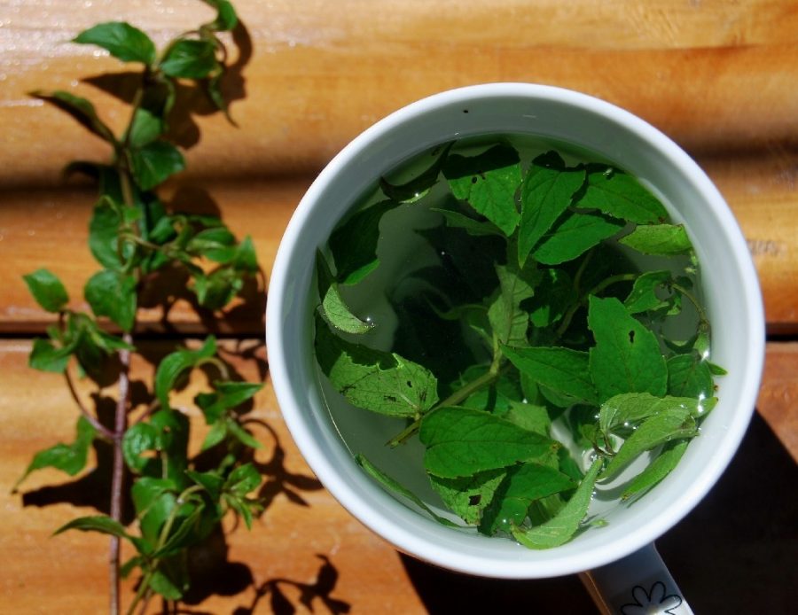 Muna Tea - Aracari Travel